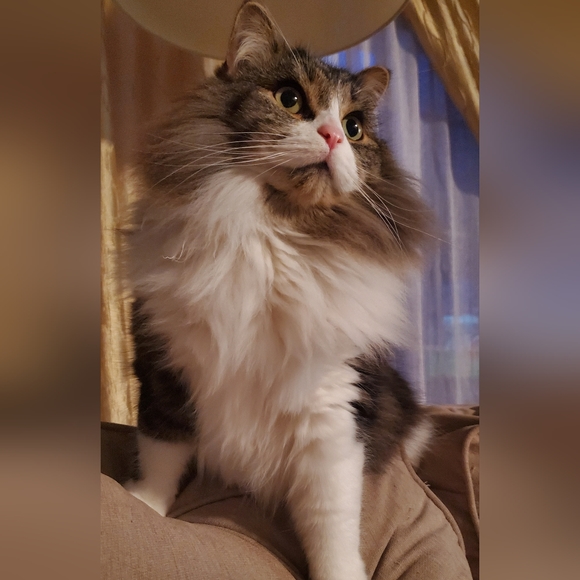 Other | Like This Posh Show Notifications | Poshmark